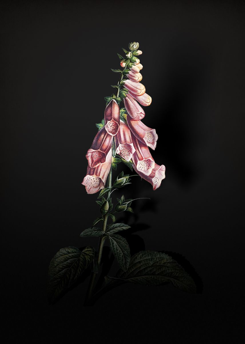 'Shadowy Foxglove Flowers' Poster, picture, metal print, paint by Holy ...