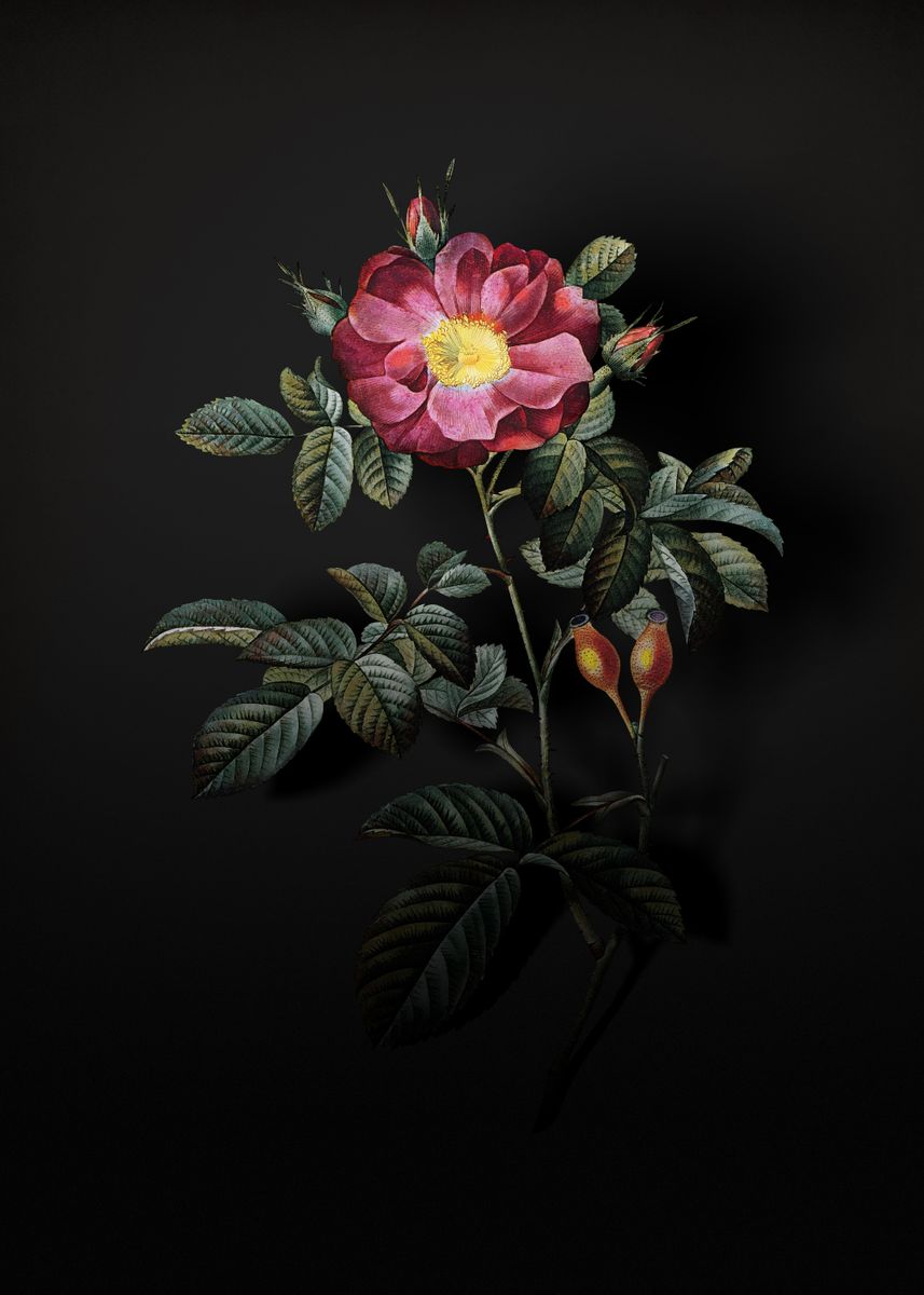 'Shadowy Portland Rose' Poster, picture, metal print, paint by Holy ...