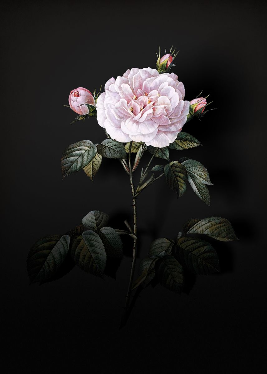 'Shadowy Rose Alba' Poster, picture, metal print, paint by Holy Rock ...