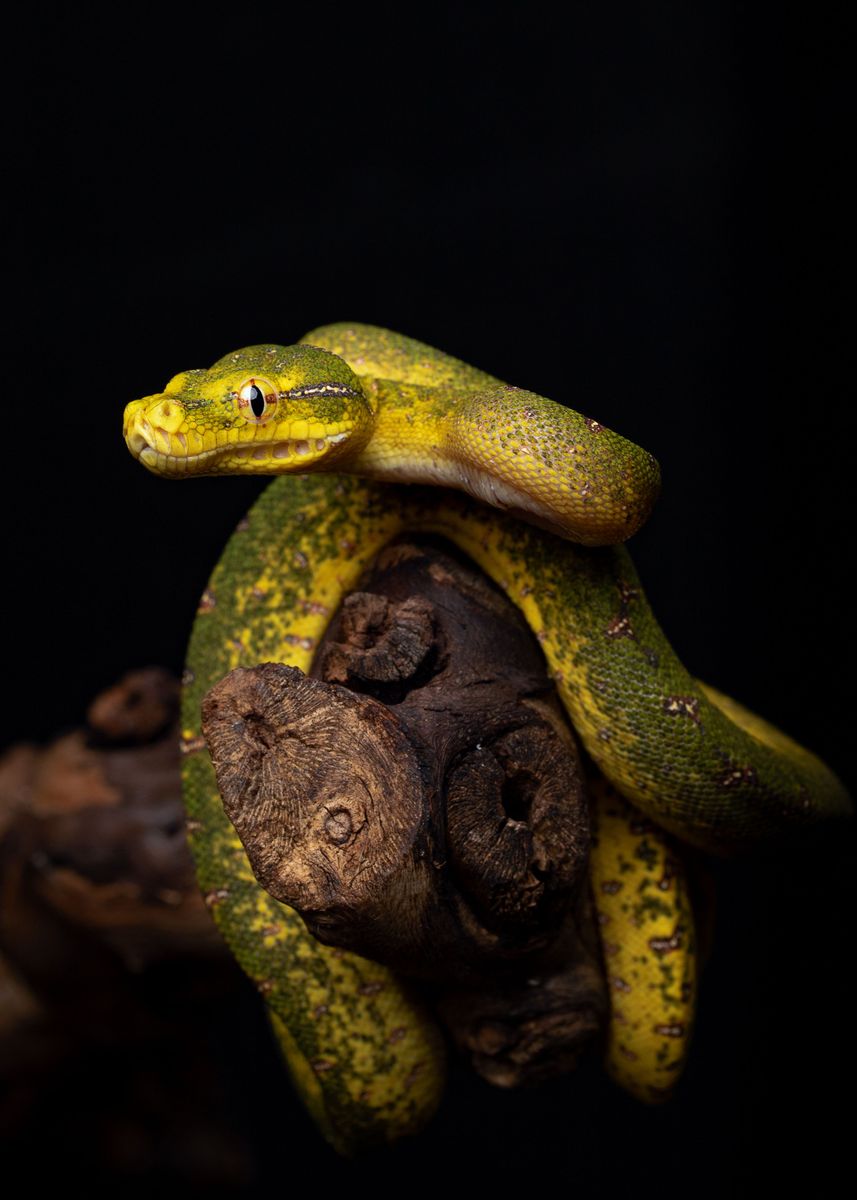 'Stoic (Green tree python)' Poster, picture, metal print, paint by ...