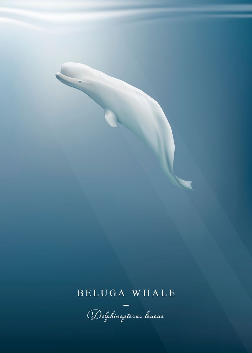 'Beluga Whale' Poster, picture, metal print, paint by Splano | Displate