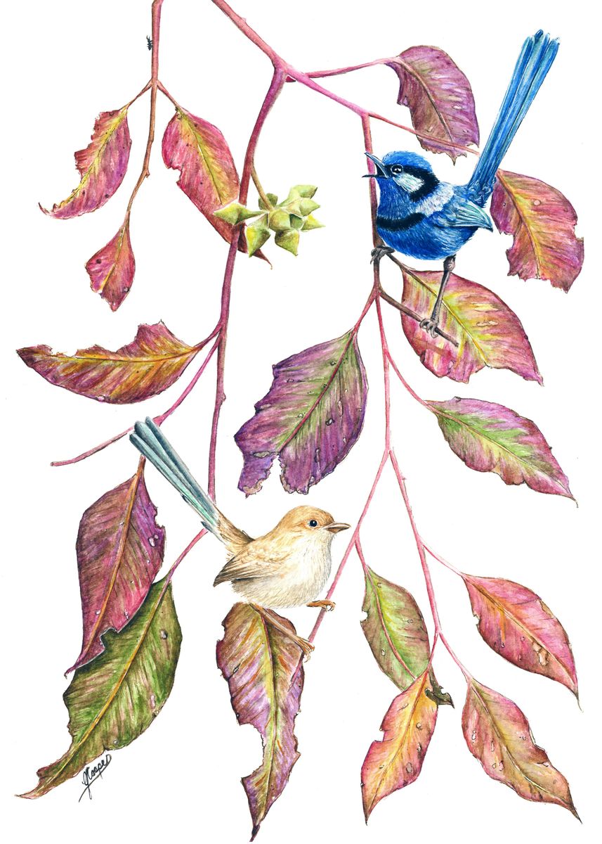 'Wrens in Marri' Poster, picture, metal print, paint by Genevieve ...