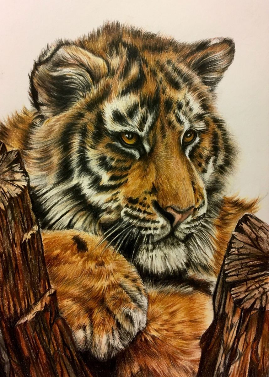 'Tiger Cub' Poster, picture, metal print, paint by Art By Three | Displate