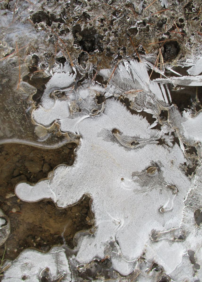 'Twigs and Ice III' Poster, picture, metal print, paint by Jeanne ...