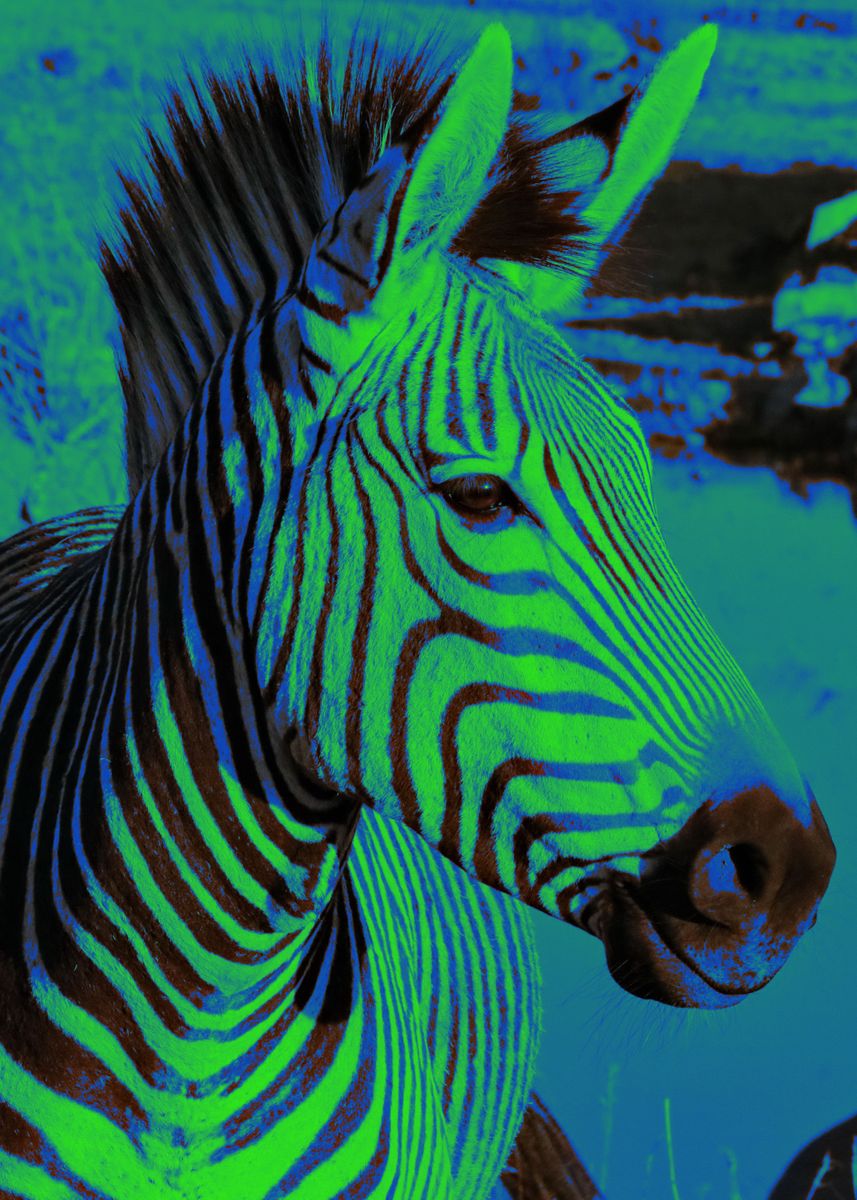 'Zebra pop 4' Poster, picture, metal print, paint by Barbara Fraatz ...