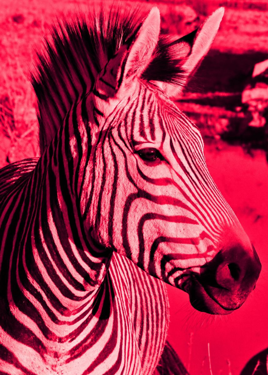 'Zebra pop 1' Poster, picture, metal print, paint by Barbara Fraatz ...