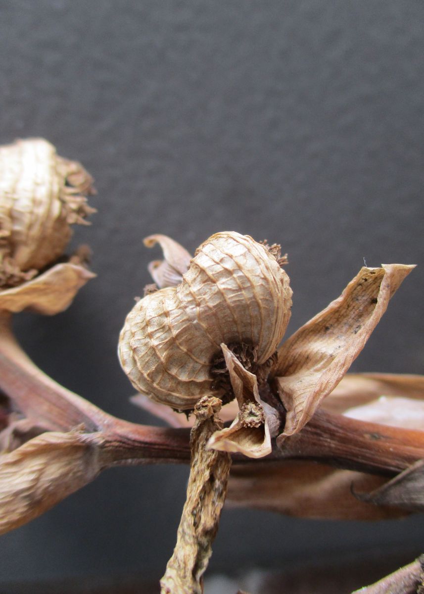 'Tan on Gray II' Poster, picture, metal print, paint by Jeanne Kramer ...