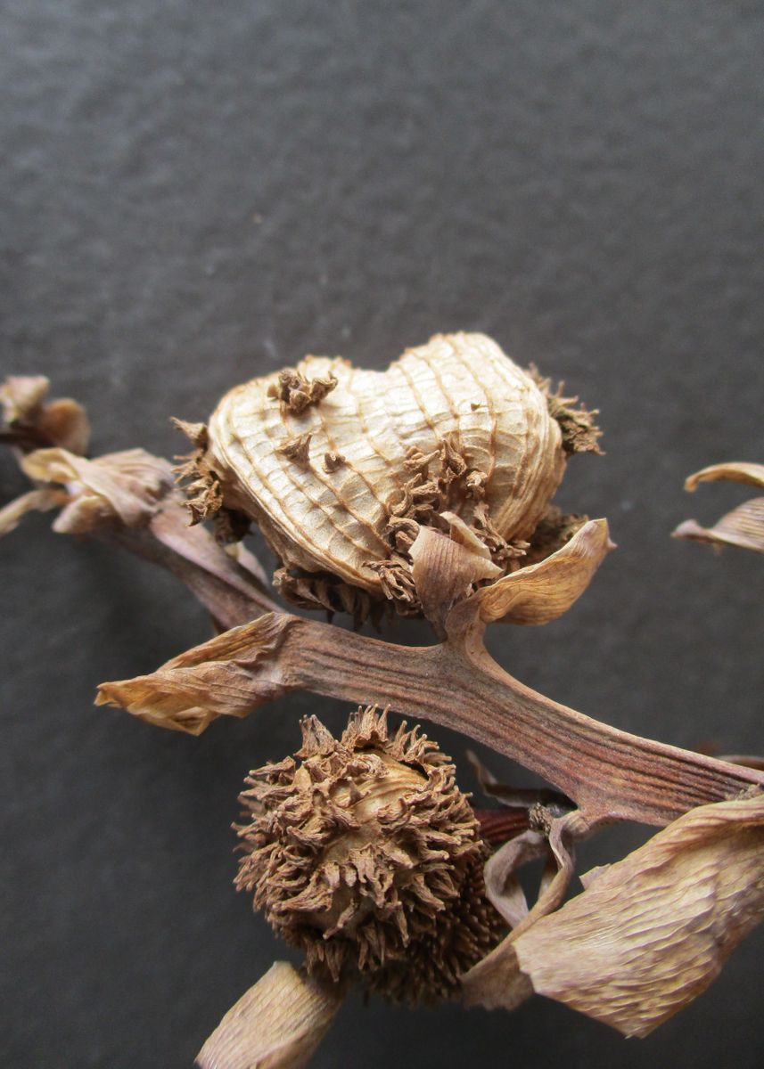 'Tan on Gray I' Poster, picture, metal print, paint by Jeanne Kramer ...