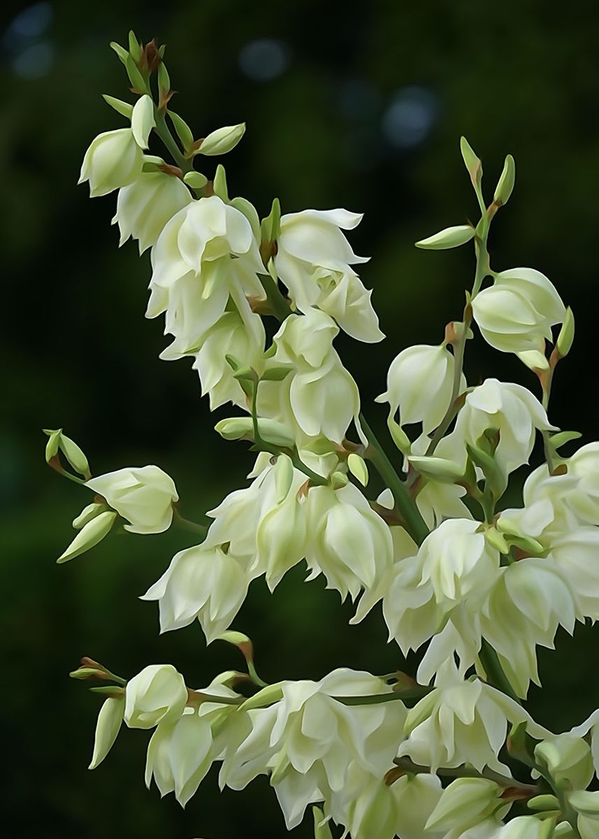 'Cream Yucca Plant' Poster by Art Shack | Displate