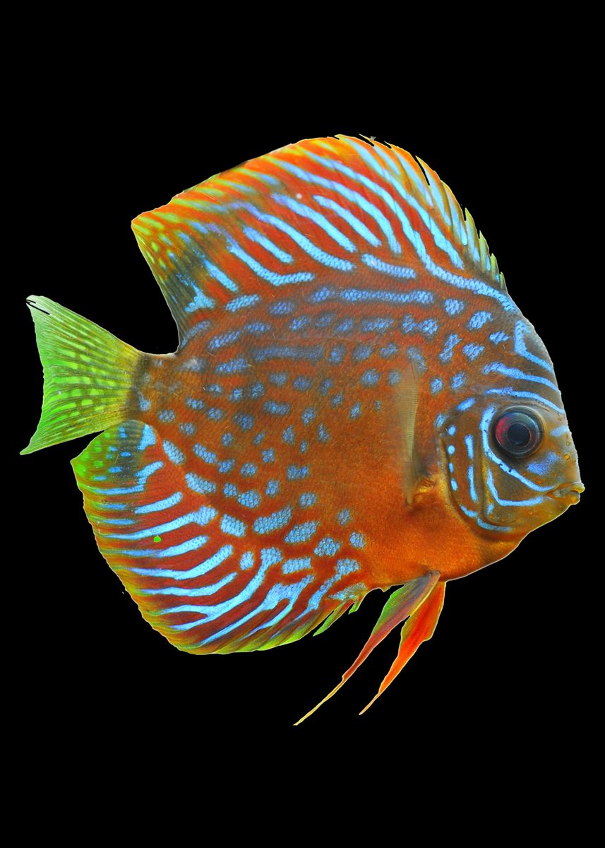 'Discus Fish' Poster, picture, metal print, paint by Wonderful Dream ...