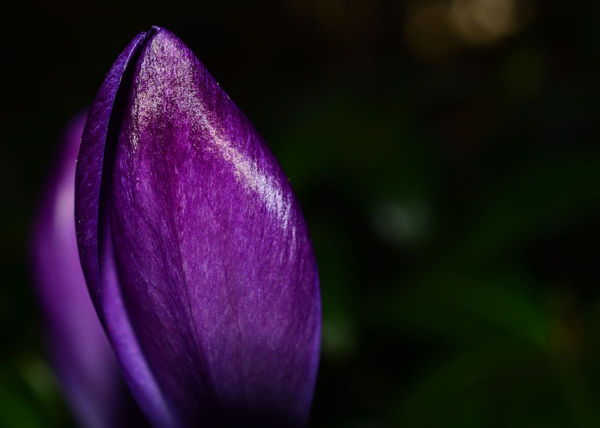 'Single Purple Crocus ' Poster by Art Shack | Displate