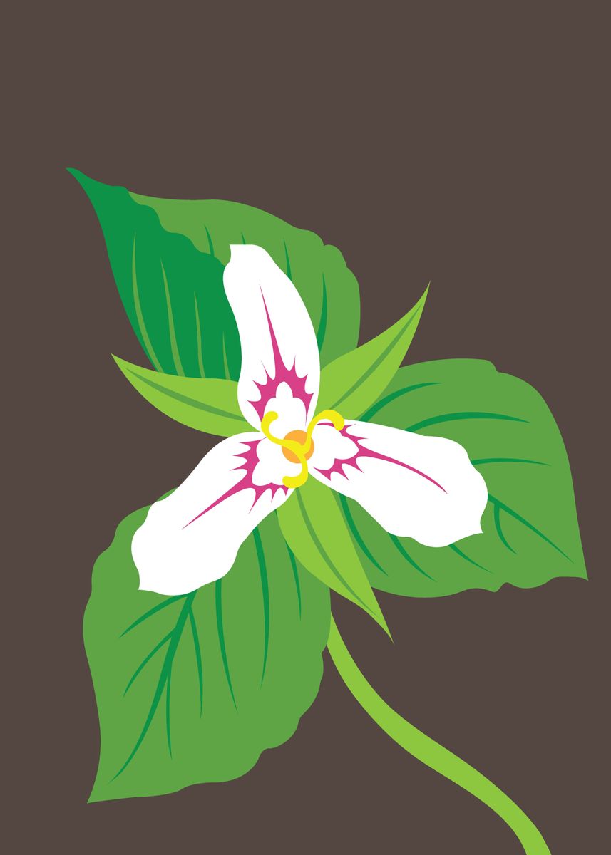 'Painted Trillium' Poster, picture, metal print, paint by Jeremy Elder ...