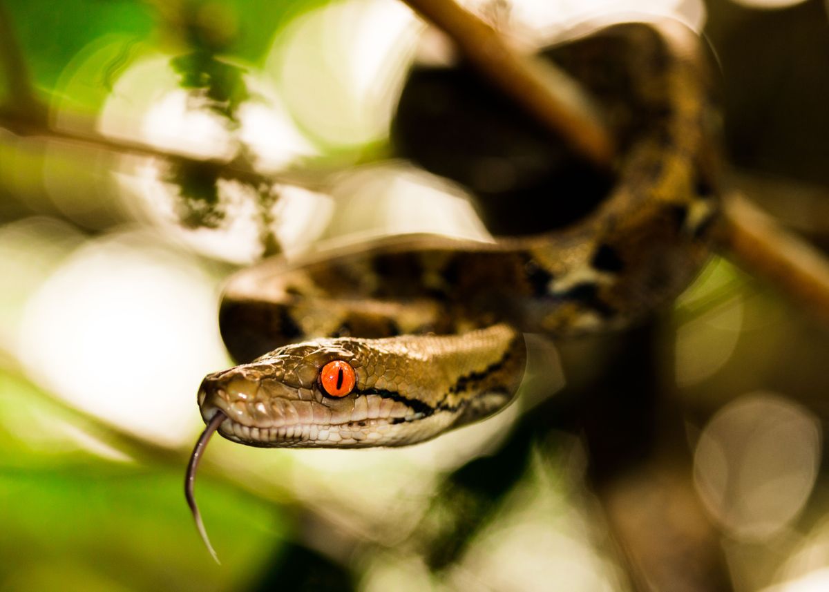 'The eye (Python)' Poster by Valdemar Joergensen | Displate