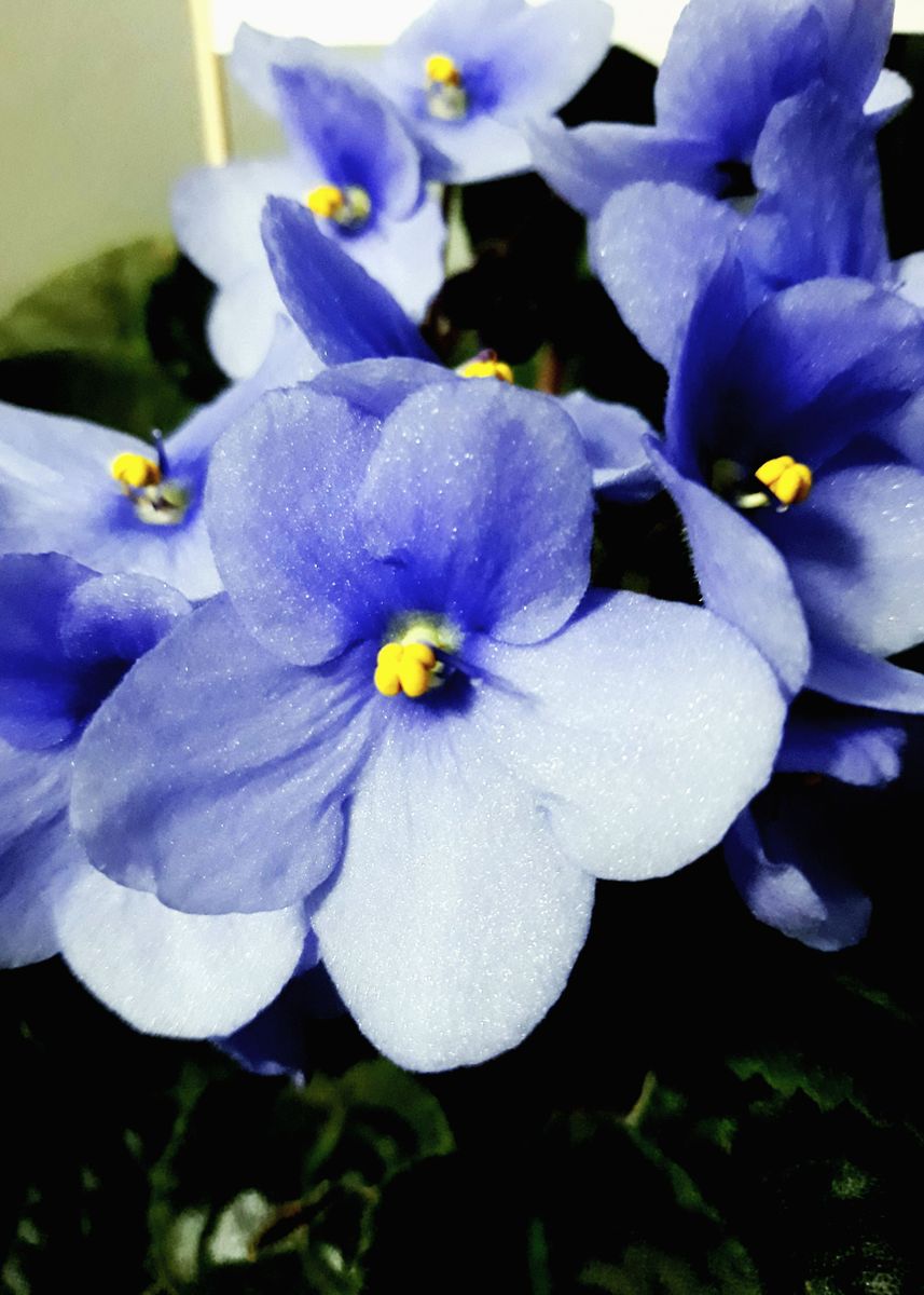 'Parma violet' Poster, picture, metal print, paint by Edy Art Space ...