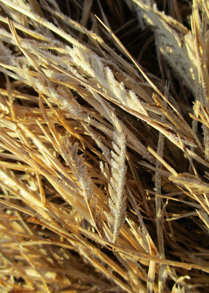 'Sunlit Frosted Dry Grass' Poster, picture, metal print, paint by ...