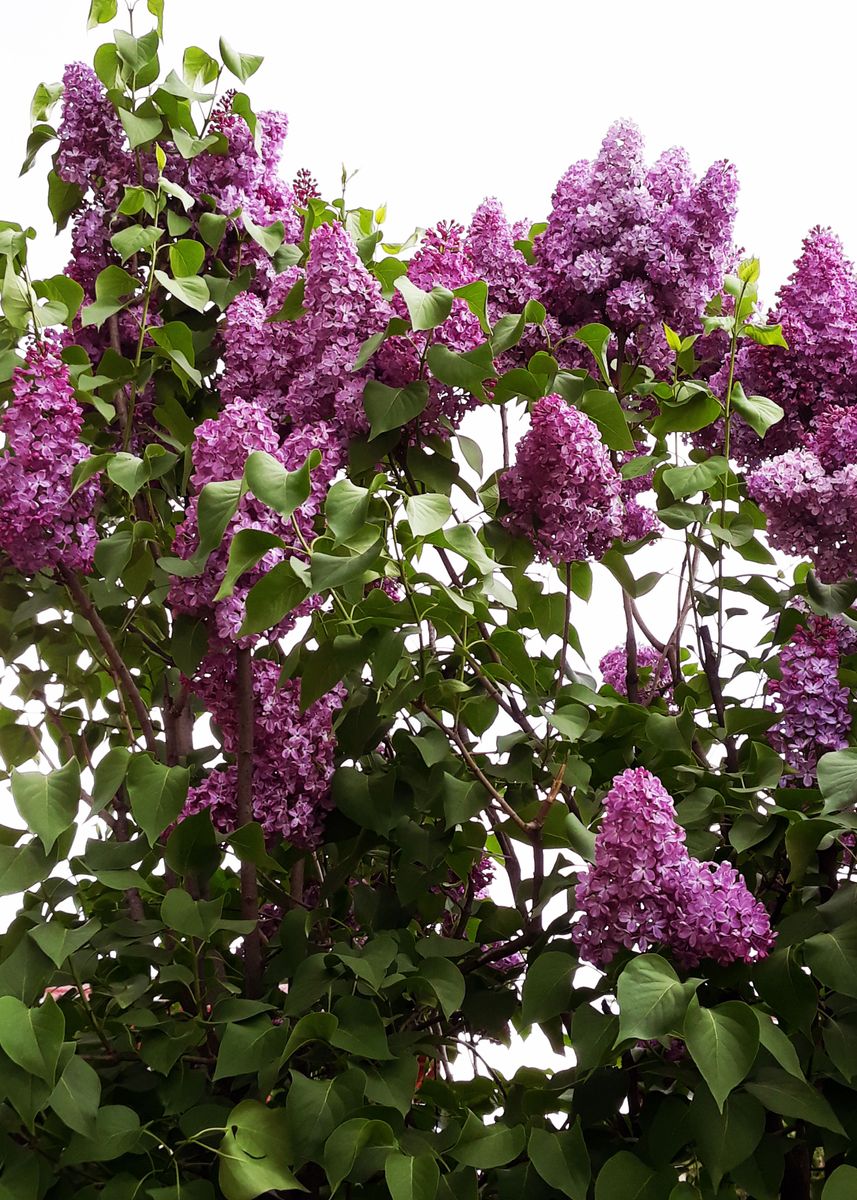 'Liliac' Poster, picture, metal print, paint by Edy Art Space | Displate