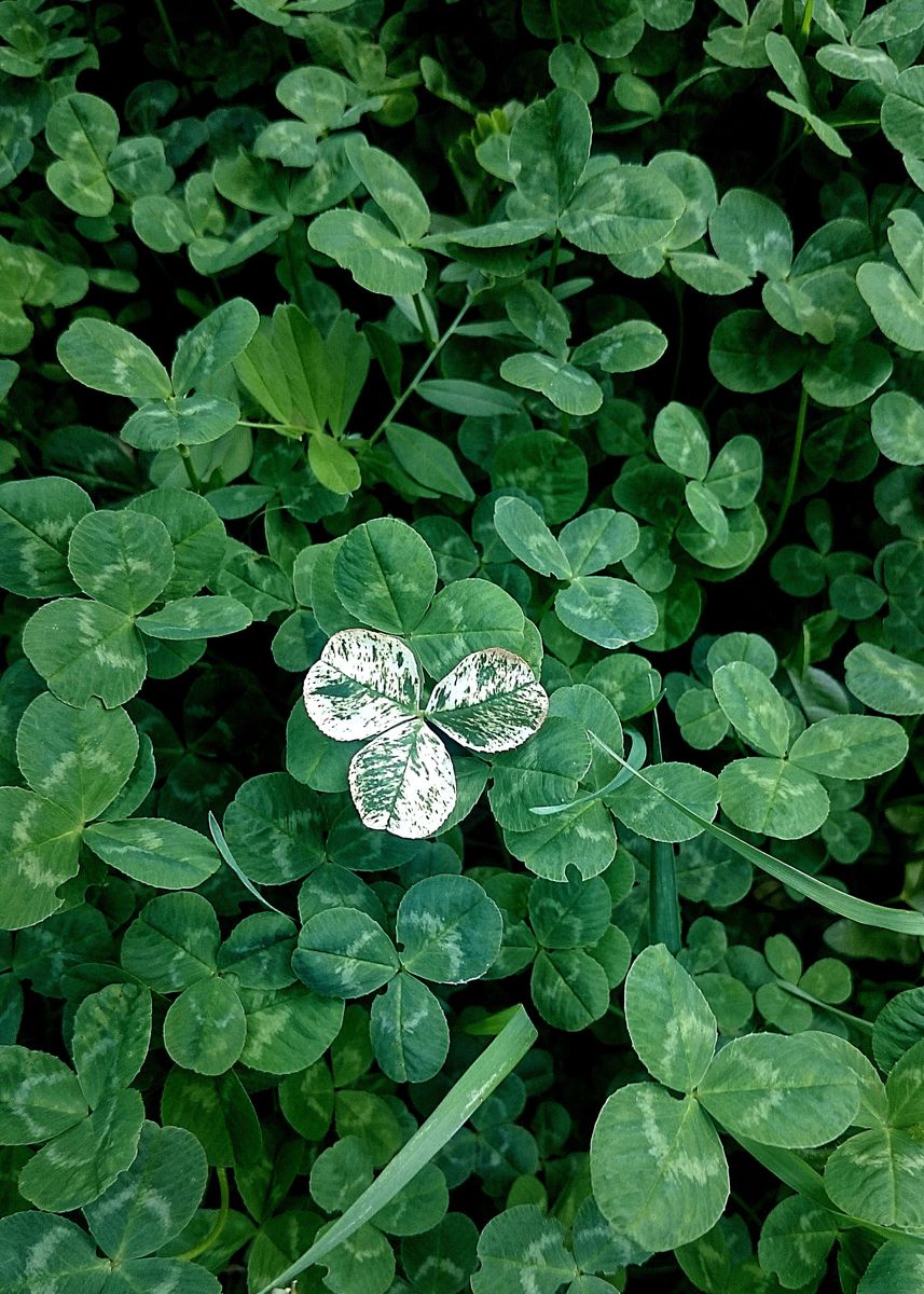 'Clover' Poster, picture, metal print, paint by Shizyye | Displate