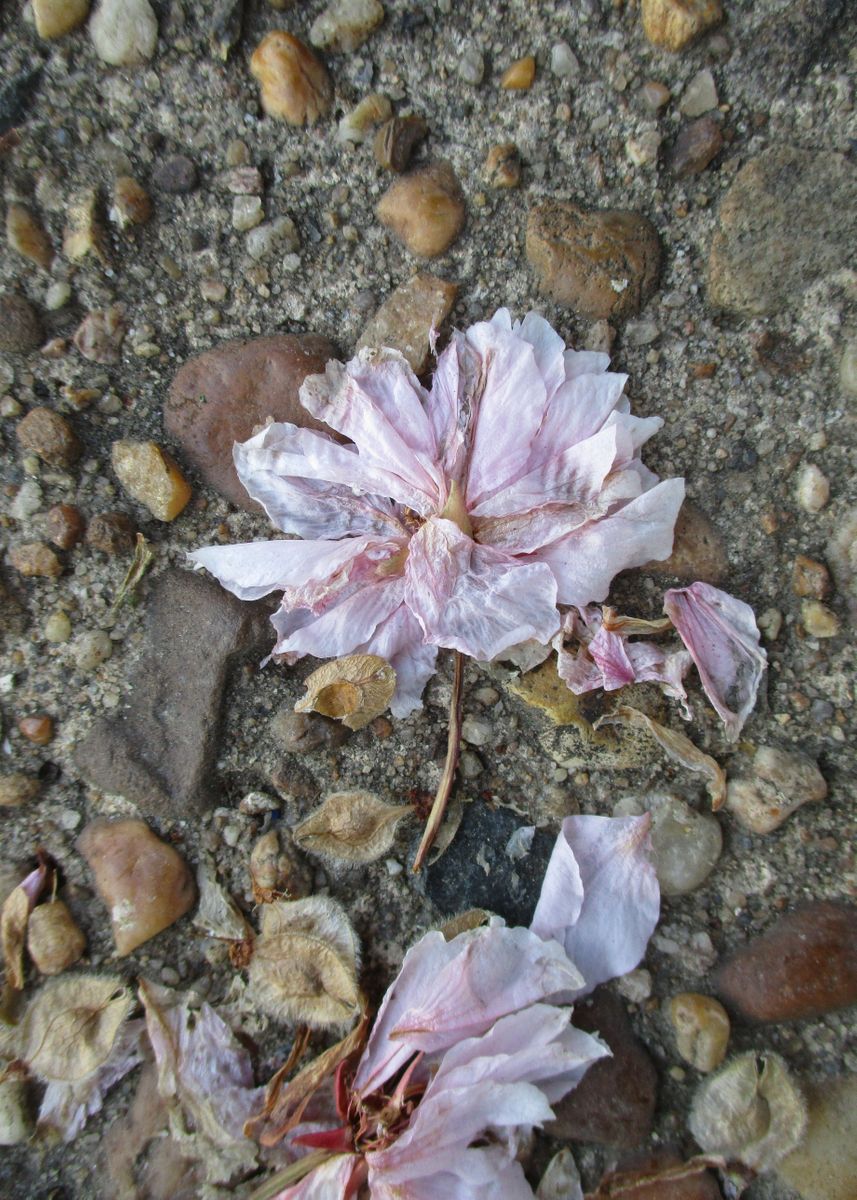 'Fallen Pink Blossom II' Poster, picture, metal print, paint by Jeanne ...