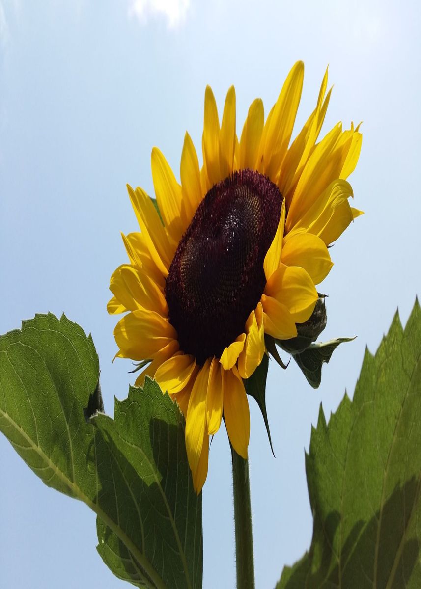 'Flower of Sun ' Poster, picture, metal print, paint by ArtChem | Displate