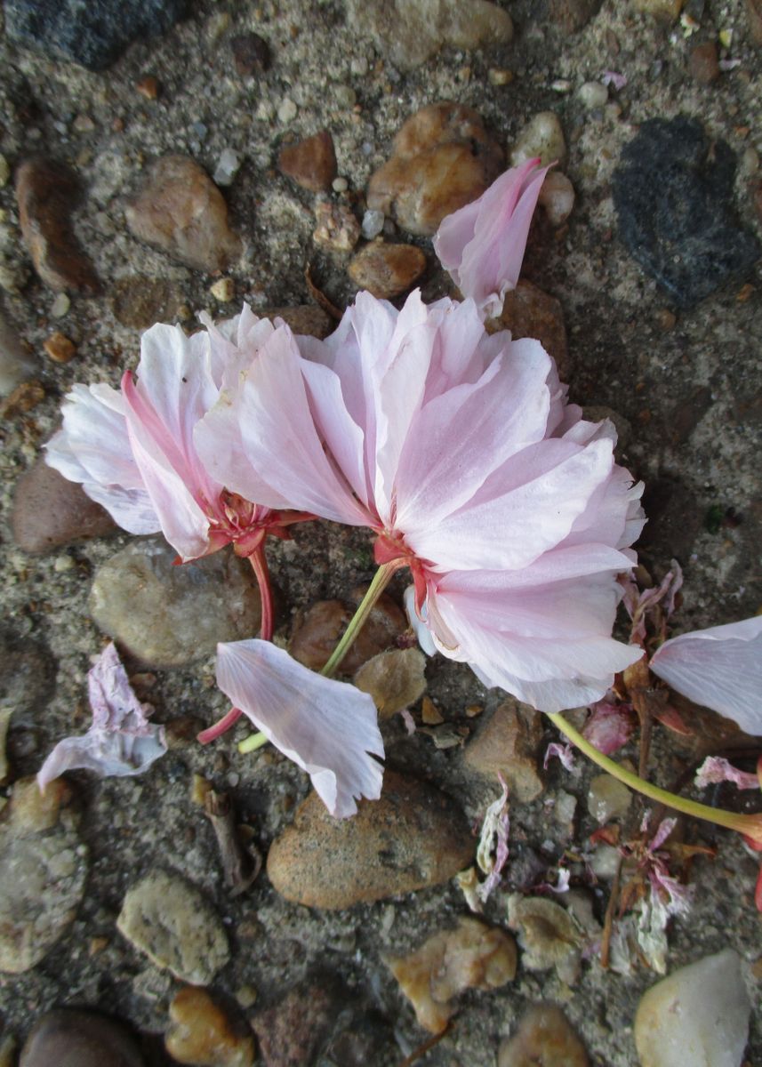'Fallen Pink Blossom I' Poster, picture, metal print, paint by Jeanne ...