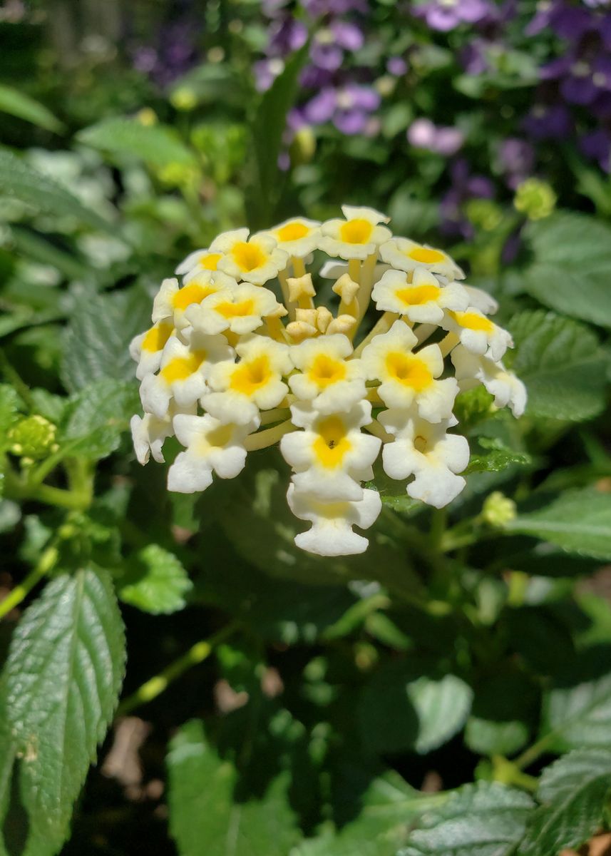 'Lantana' Poster, picture, metal print, paint by Leonora Smith | Displate