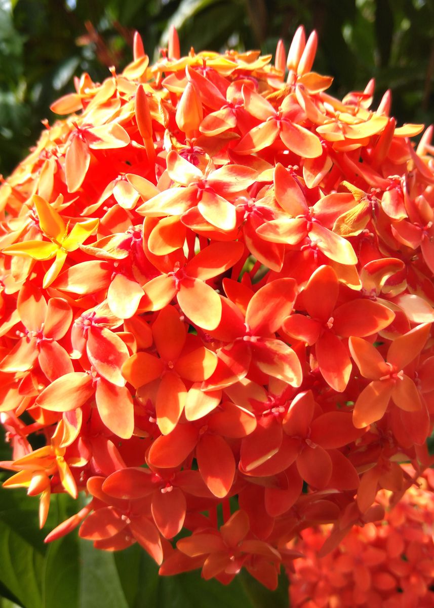 'Flower Strike' Poster, picture, metal print, paint by Sachita Jeeta ...