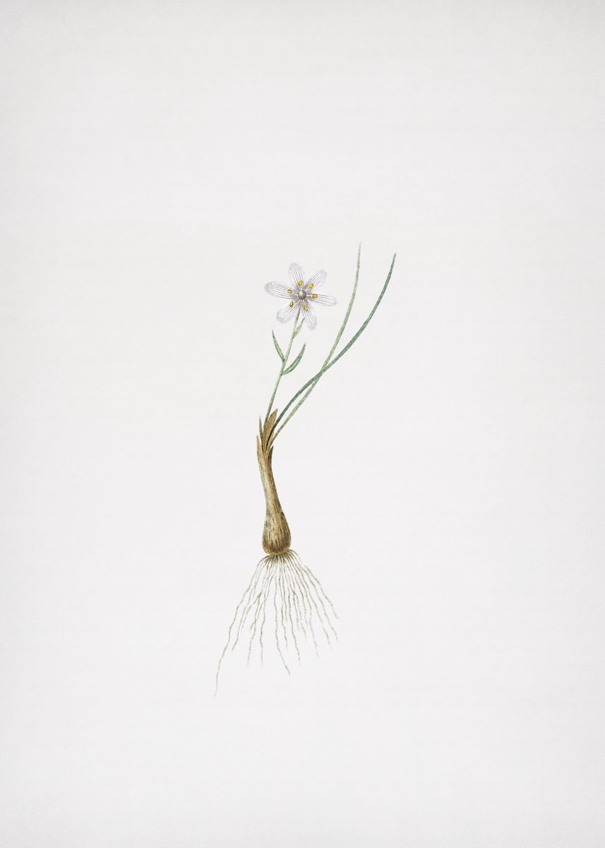 'Snowdon Lily' Poster, picture, metal print, paint by Holy Rock Design ...