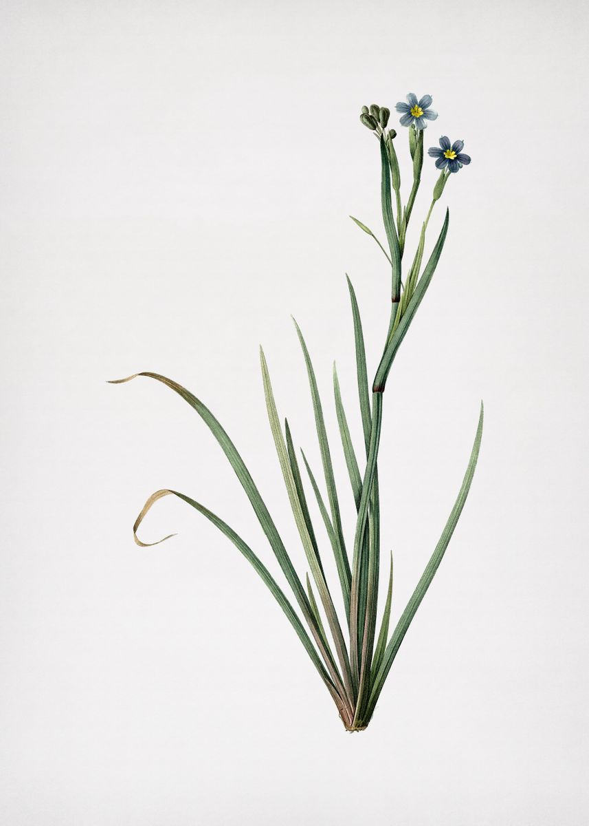 'Bermudiana' Poster, picture, metal print, paint by Holy Rock Design ...