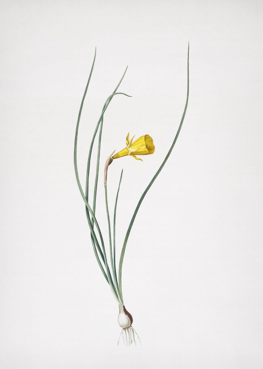 'Daffodil' Poster by Holy Rock Design | Displate