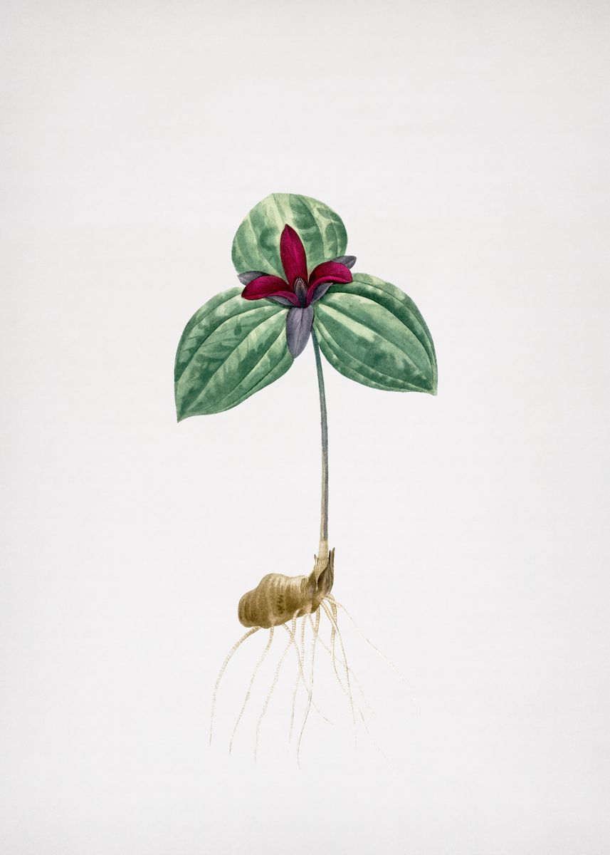 'Tri Flower' Poster by Holy Rock Design | Displate