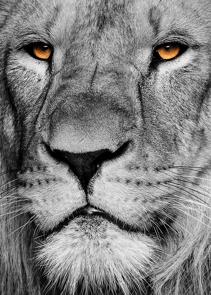 'LION king face poster' Poster, picture, metal print, paint by mk ...
