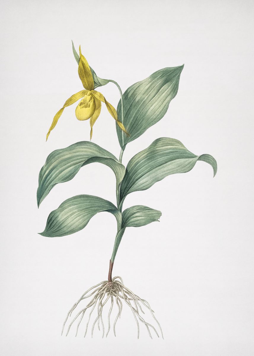 'Ladys Slipper Orchid' Poster, picture, metal print, paint by Holy Rock ...