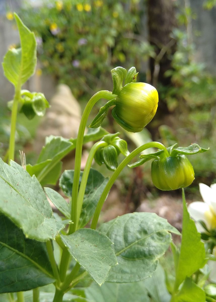 'Beautiful Flower Buds' Poster, picture, metal print, paint by Sachita ...
