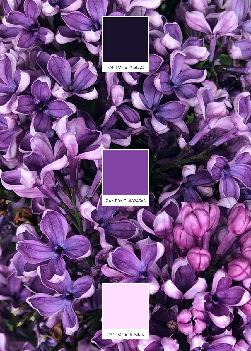 'Purple Dream' Poster by Diego Paredes | Displate