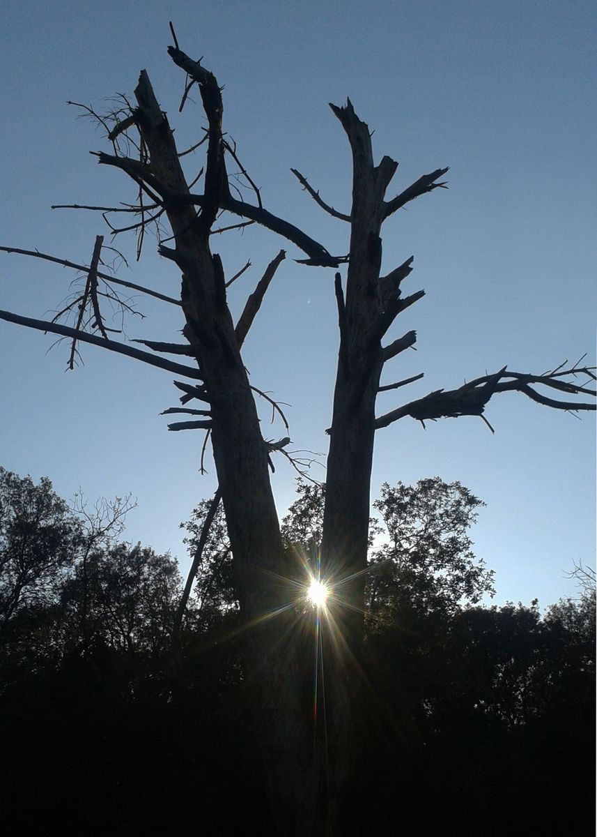 'Victory 1' Poster by Cherryblossom | Displate