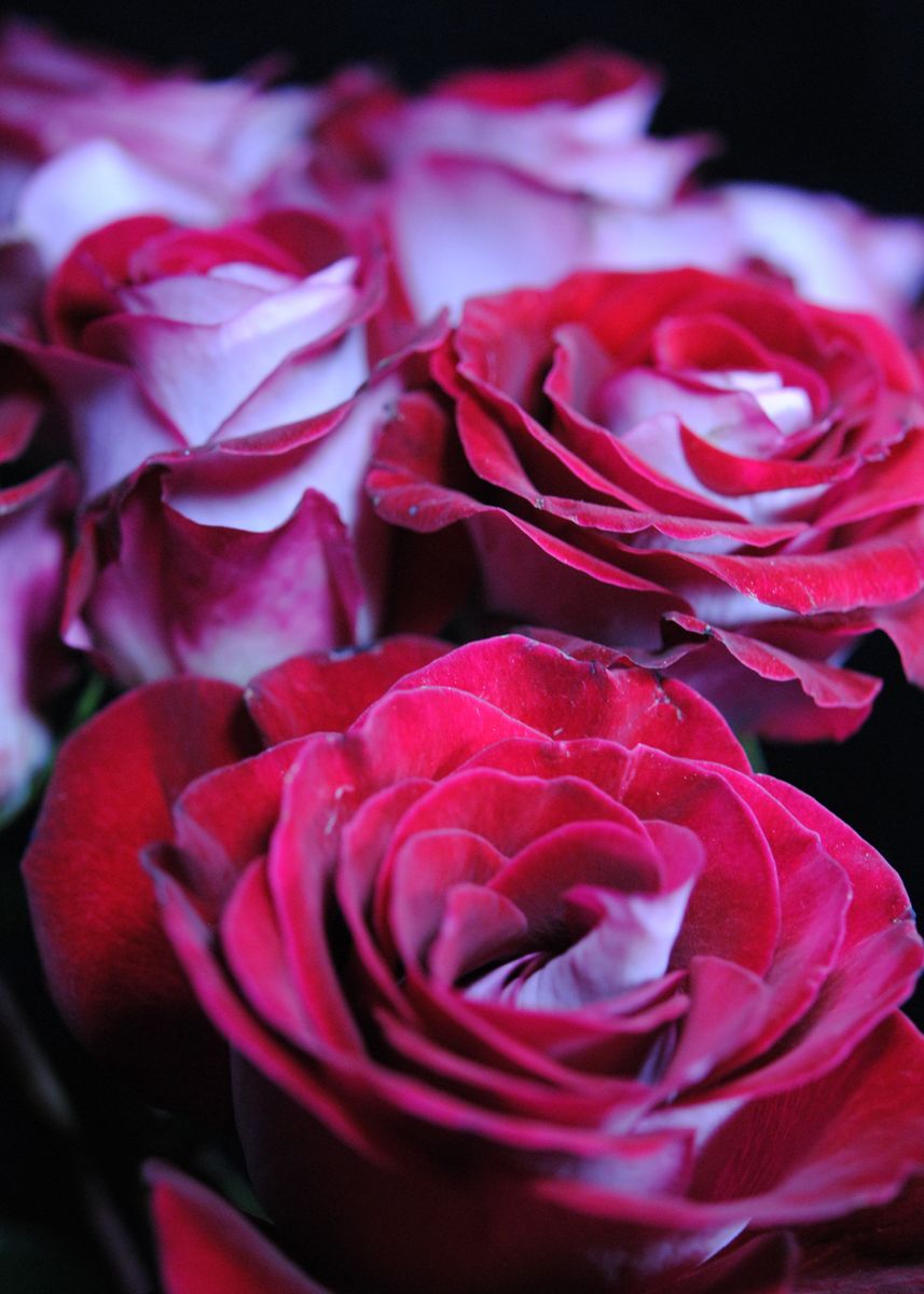 'Red Roses' Poster, picture, metal print, paint by Cindy Boyd | Displate