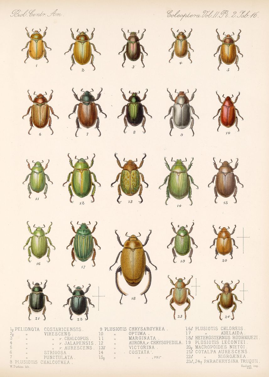 'Coleoptera' Poster, picture, metal print, paint by Wildlife Art Print ...