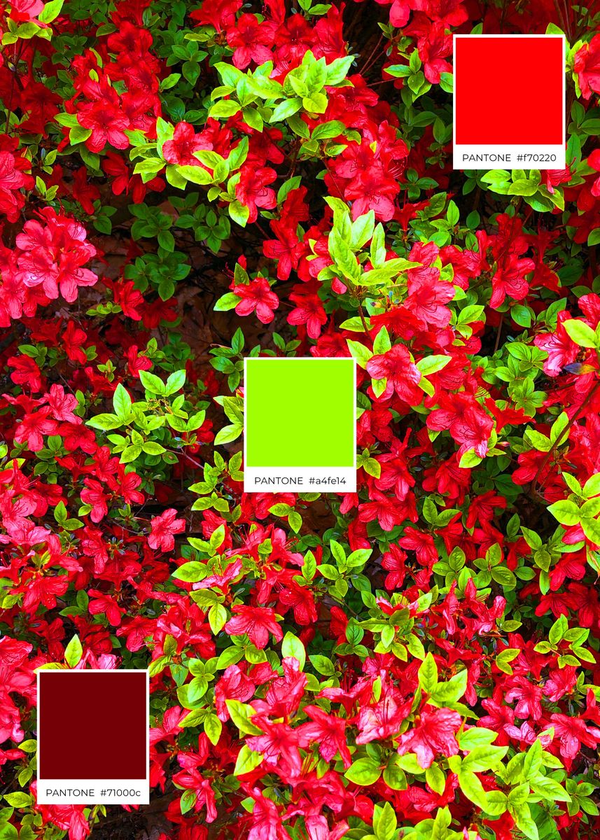 'Red Green ' Poster, picture, metal print, paint by Diego Paredes ...