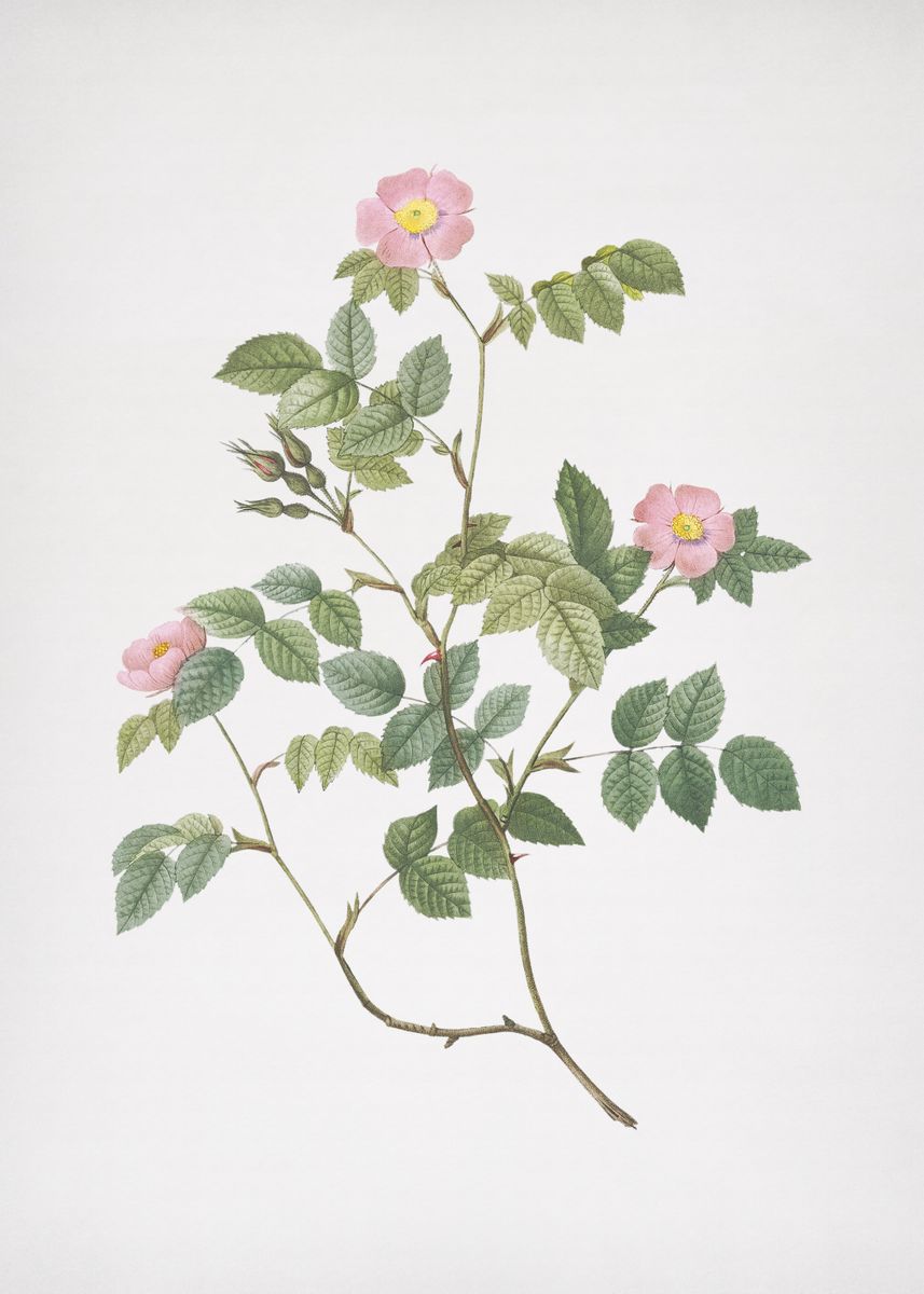 'Blooming Sweetbriar Rose' Poster, picture, metal print, paint by Holy ...