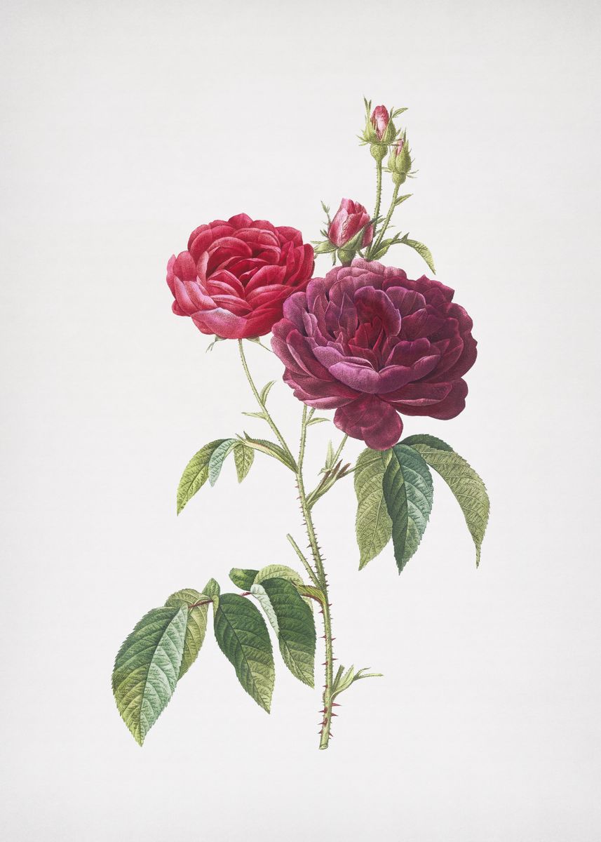 'Blooming Purple Roses' Poster by Holy Rock Design | Displate