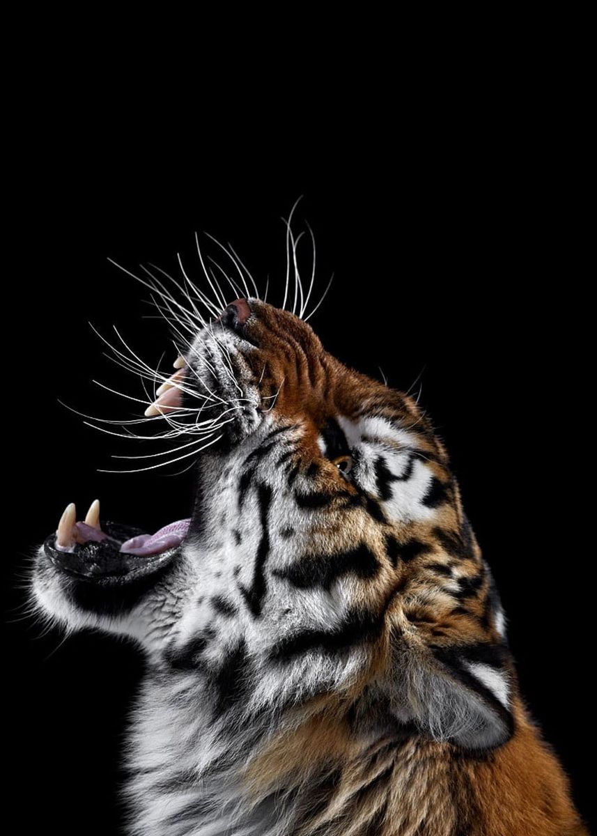 'angry wild tiger poster ' Poster, picture, metal print, paint by mk ...