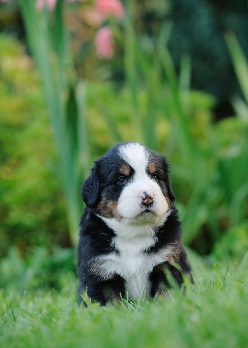 'Berner puppy' Poster, picture, metal print, paint by PetsArt Design ...