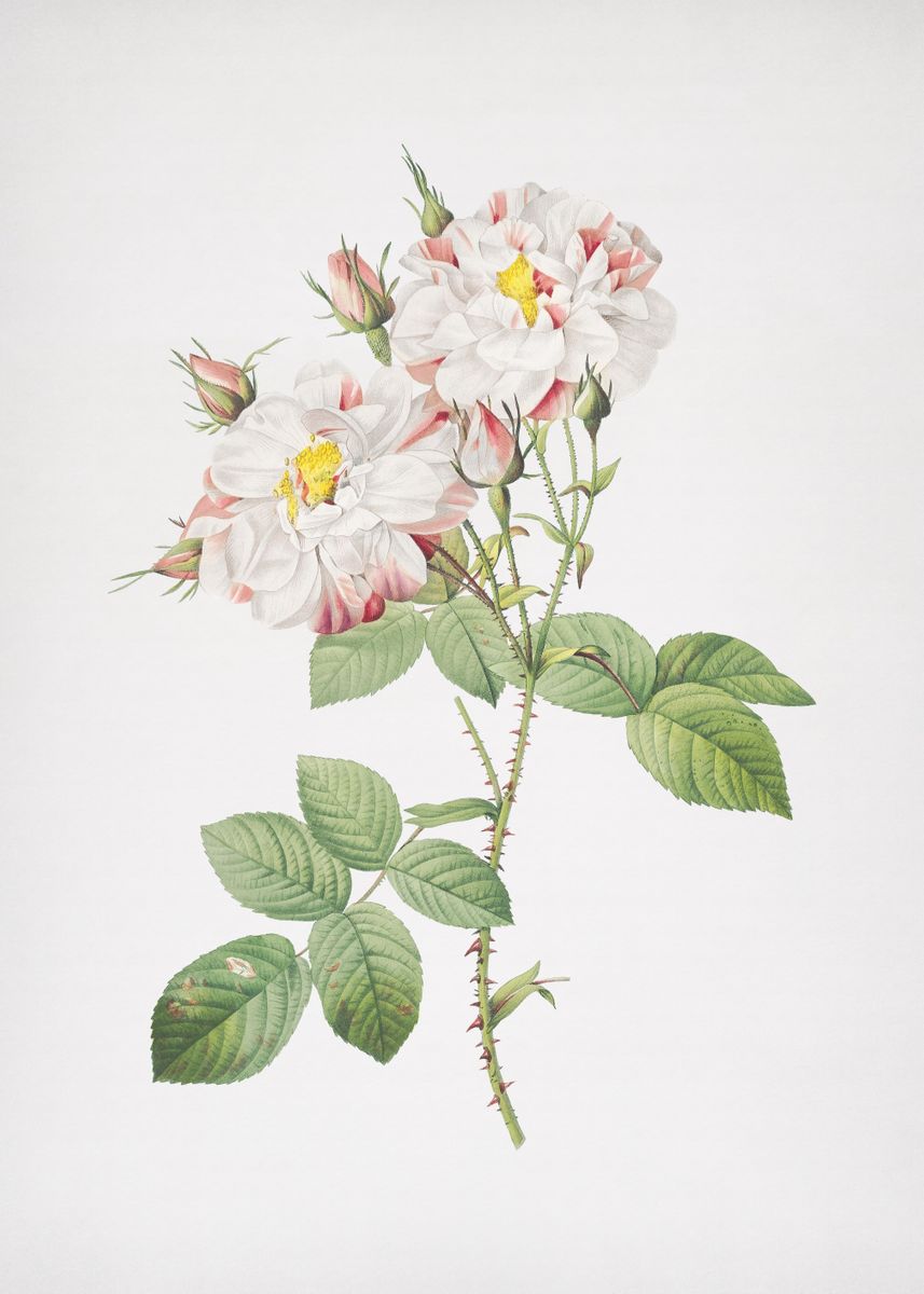 'White Damask Rose' Poster, picture, metal print, paint by Holy Rock ...