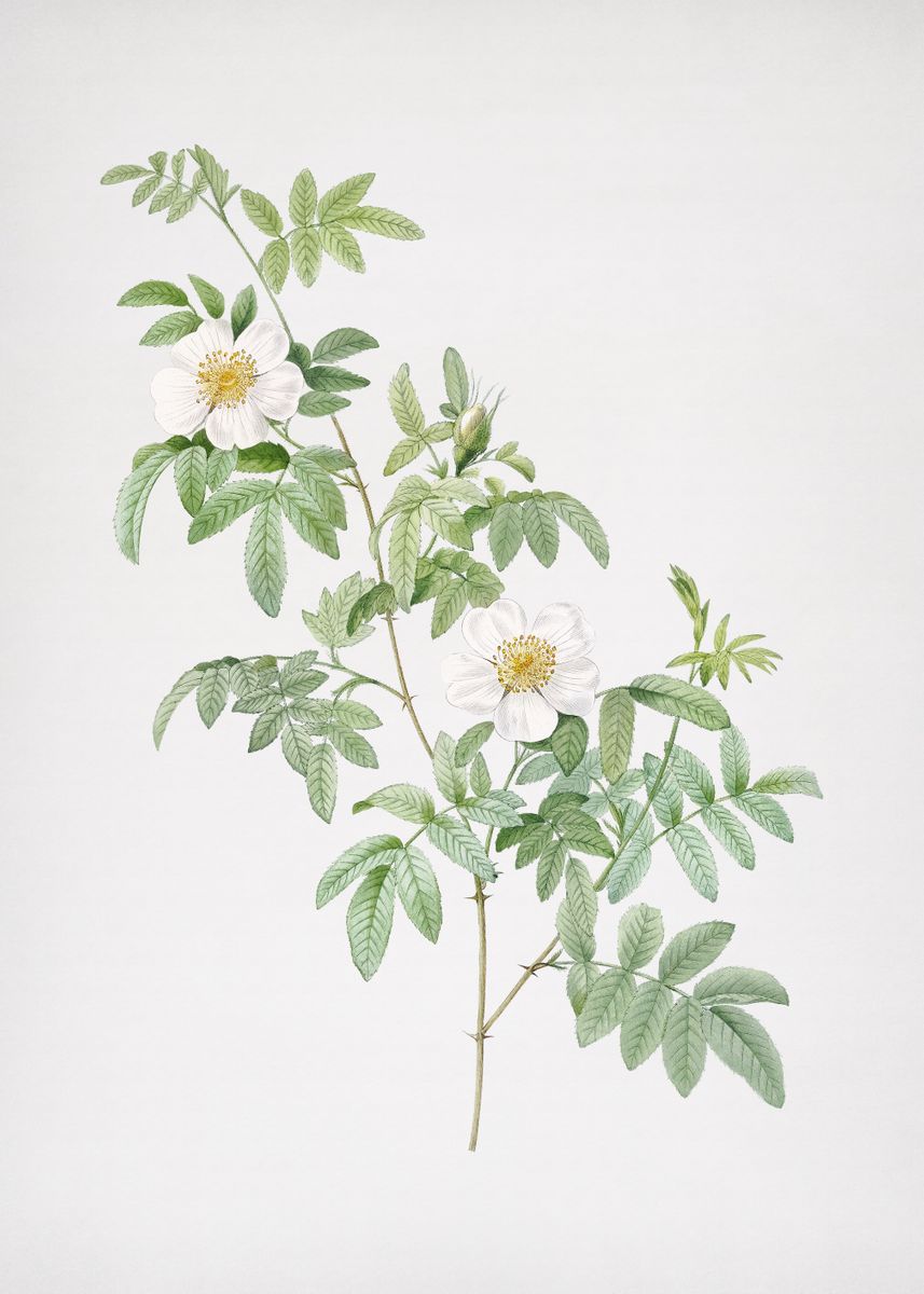 'Blooming Musk Rose' Poster, picture, metal print, paint by Holy Rock ...