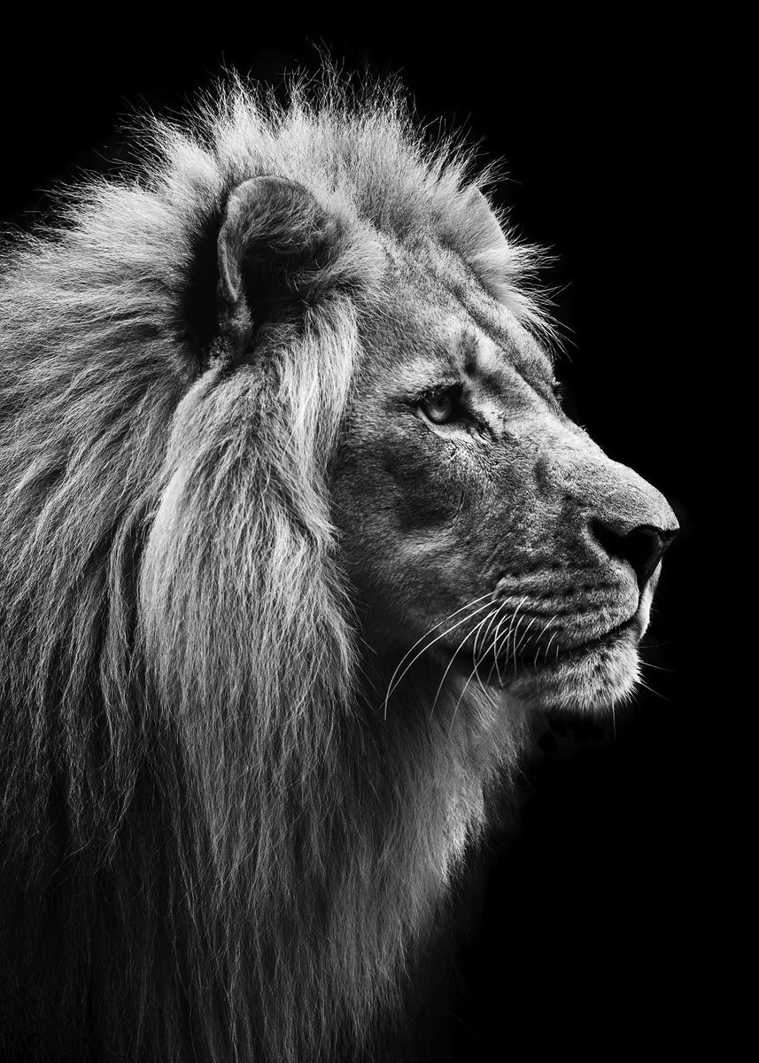 'wild lion poster ' Poster by MK studio | Displate