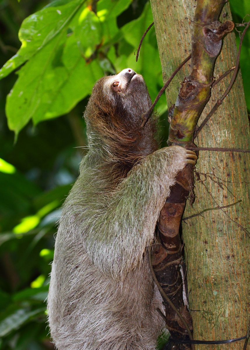 'Three Toed Sloth' Poster, picture, metal print, paint by James Welch ...