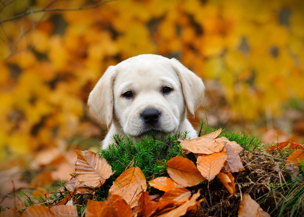 'Autumn Labrador puppy' Poster by PetsArt Design | Displate