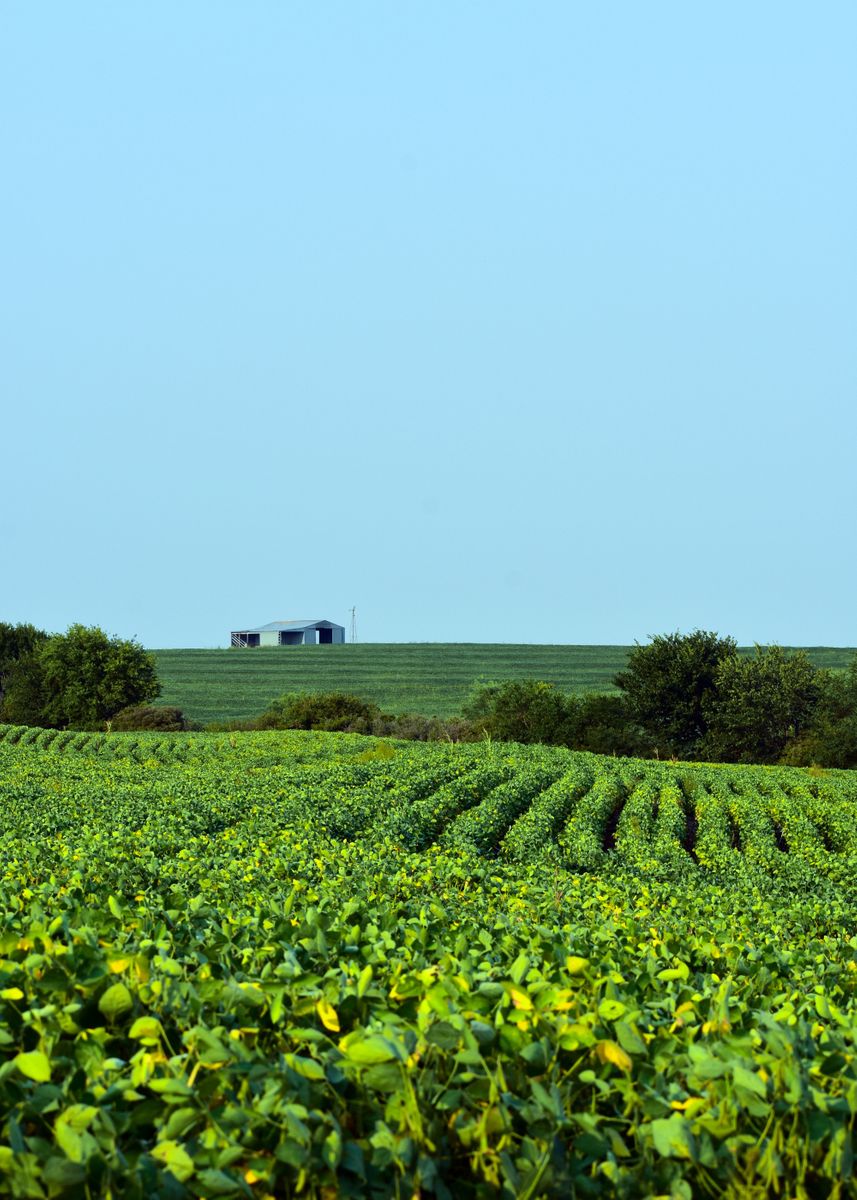 'Bean Farm' Poster, picture, metal print, paint by Zachary Bendrick ...