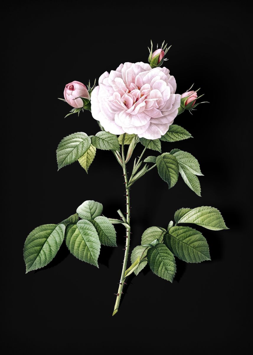 'Vintage Rosa Alba' Poster by Holy Rock Design | Displate