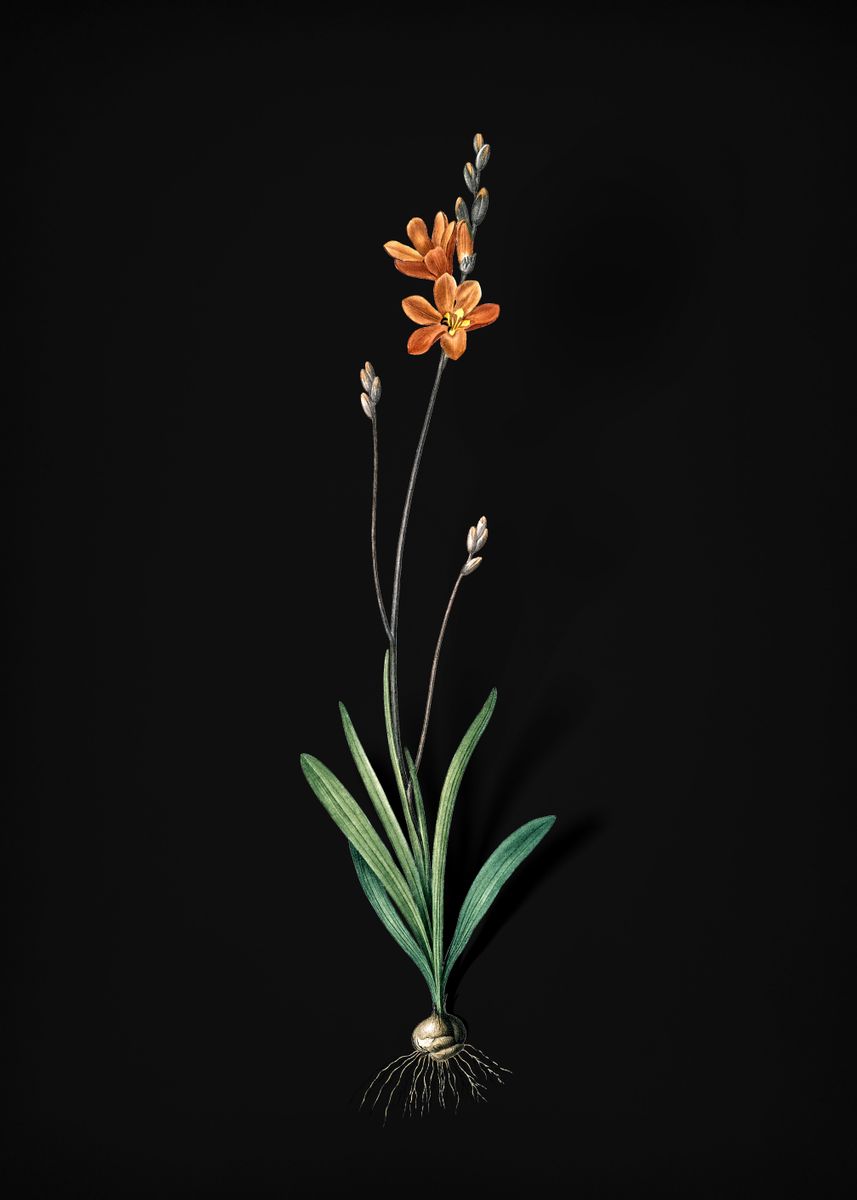 'Mossel Bay Tritonia' Poster, picture, metal print, paint by Holy Rock ...